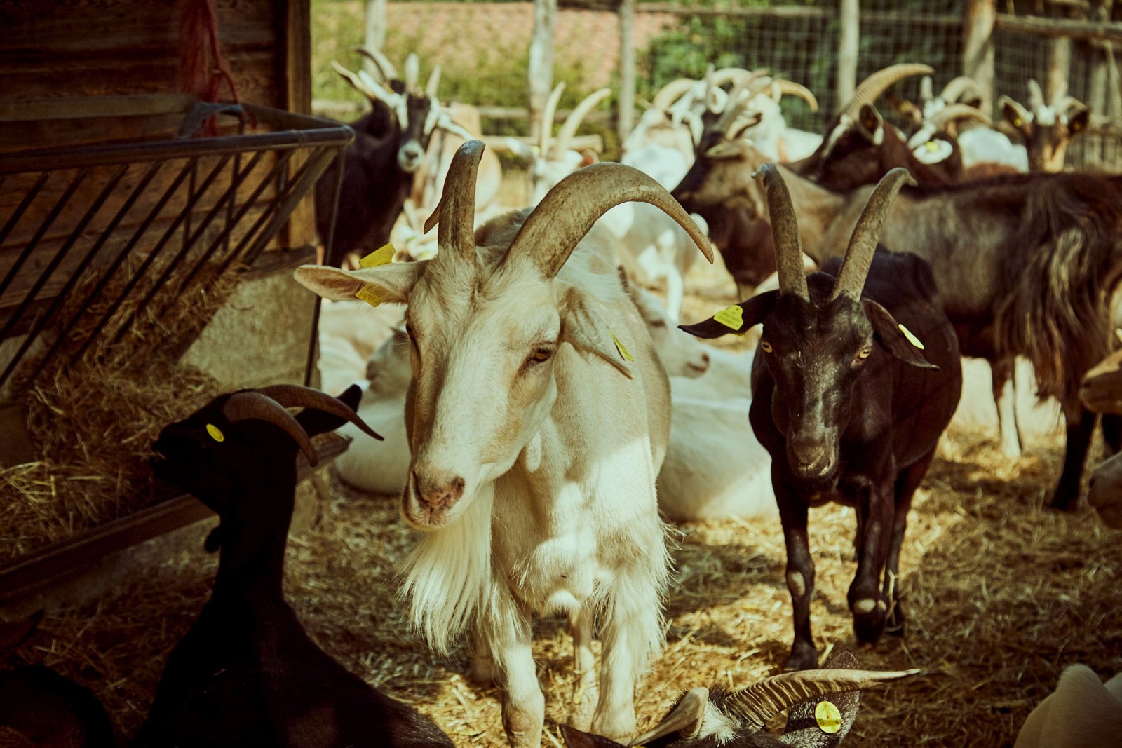 FARM COOKING IN TUSCANY - Walks Inside Italy